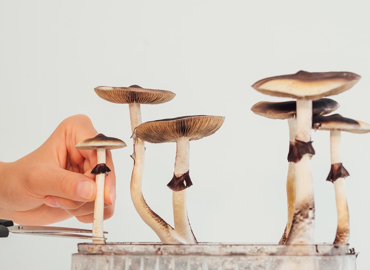 What Are Magic Mushrooms | Substance Abuse Treatment Center Florida